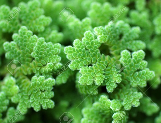 Diary Urban Farming, Family Cooking, Travel dan Gaji Bisnis Online ...