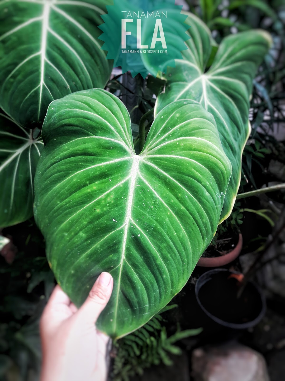 Tanaman Fla: Si Hijau Velvet Philodendron Gloriosum, Tips Membeli