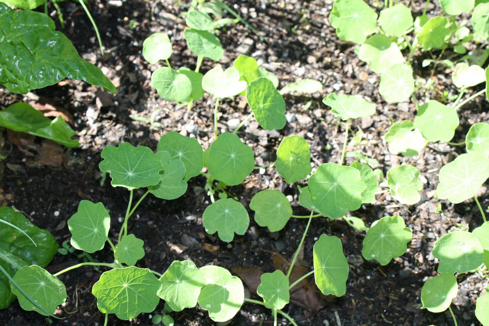 Seeds For Green Roofs: Hydrocotyle umbellata, Nature's Green Roof Water ...