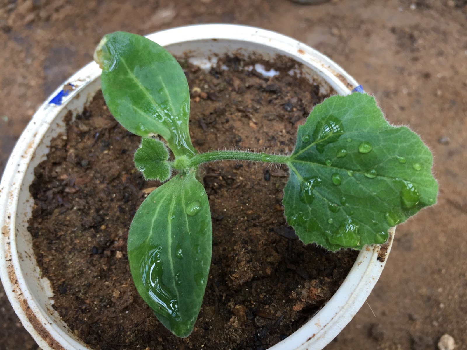 How To Grow Organic Courgettes