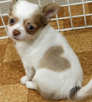 Heart Collections - 5 Animals Have Heart