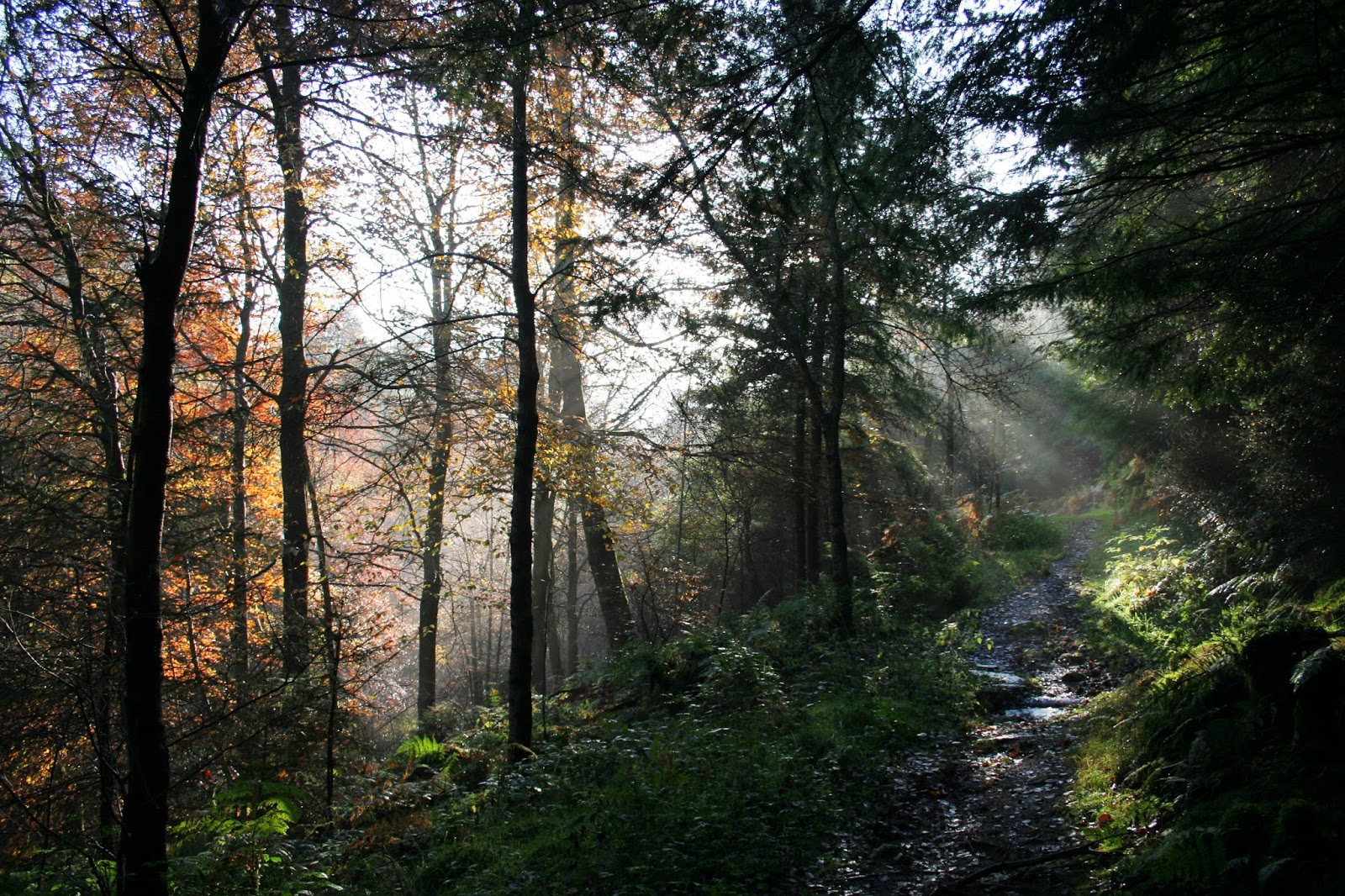 All the Leaves are Brown in Hamsterley Forest