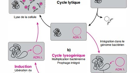 Cycle lysogénique des bactériophages | BioEduc
