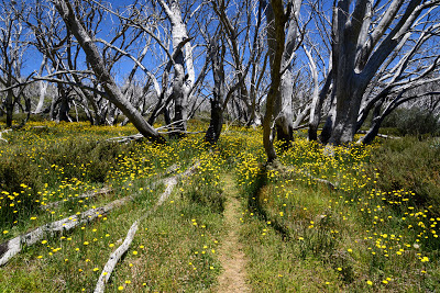 walkabouters club of victoria inc: Pretty Valley - Tawonga Huts - Mount ...