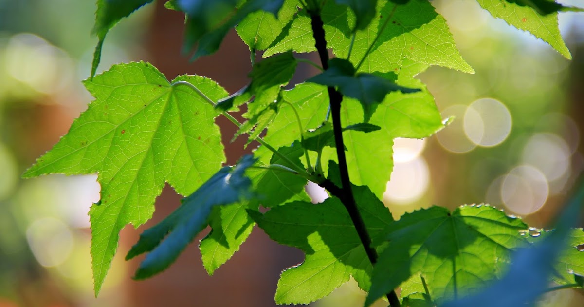 Fitoterapia, salud y otras yerbas: Liquidámbar... o el árbol del estoraque