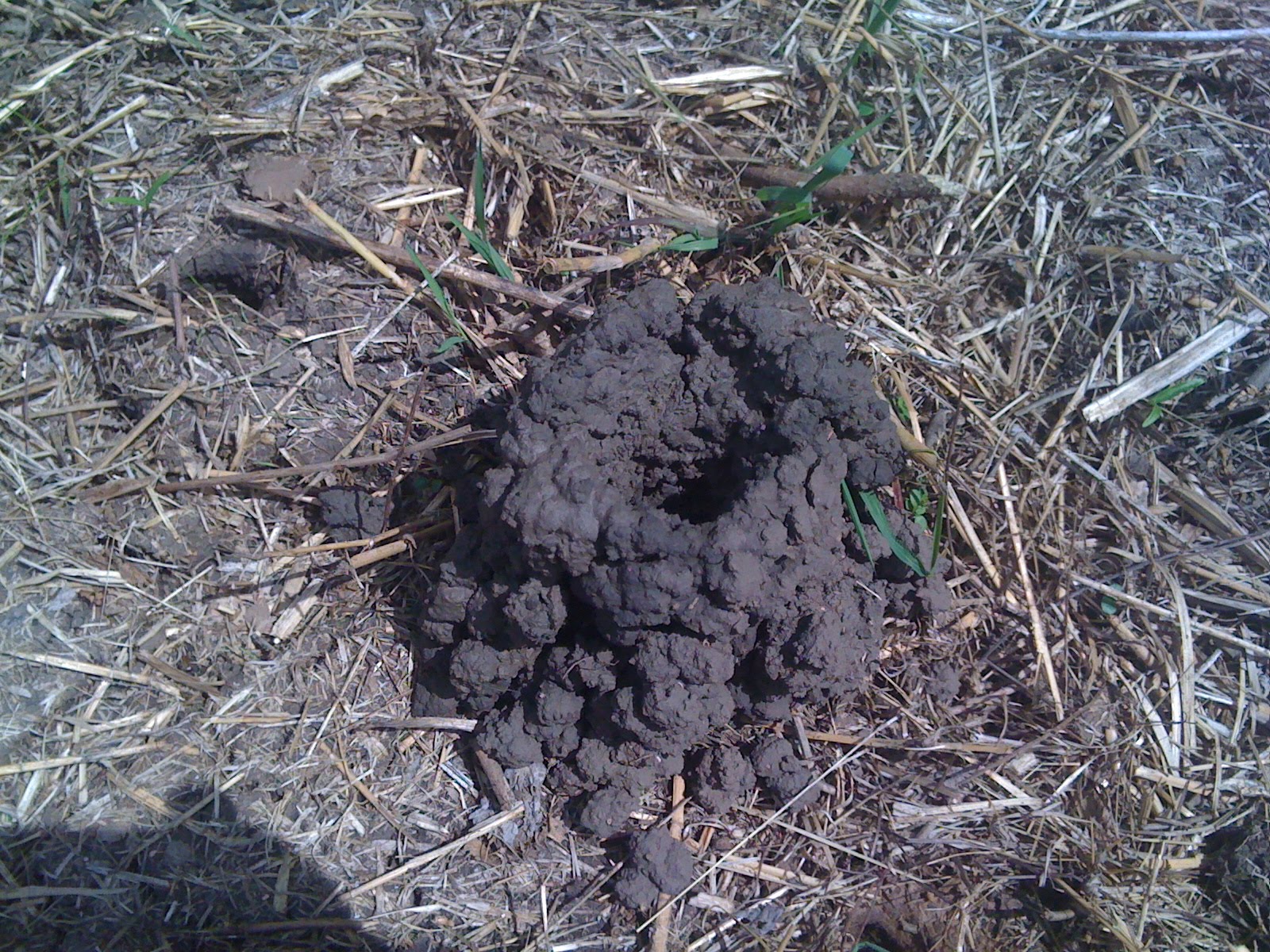 Nuke Runner: Mud Bugs