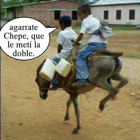 Memes de burros chistosos - Imagui