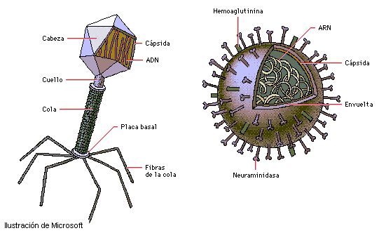 Biología 2º: Microbiología