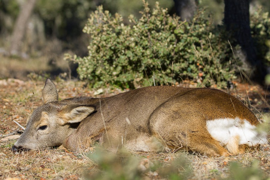 Asociación Canaria de Entidades de Caza: III Jornadas de Corzas