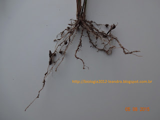 Aprendendo Ciências Em casa: 9º ANO 2º BIMESTRE