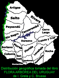 FOTOGRAFIAS DE LA FLORA AUTOCTONA DEL URUGUAY: TIMBÓ