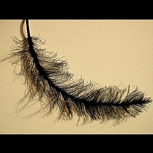 AD33 Idioms: In Fine Feather