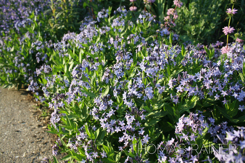 grounded design by Thomas Rainer: Fantastic Native Cultivar: Amsonia ...