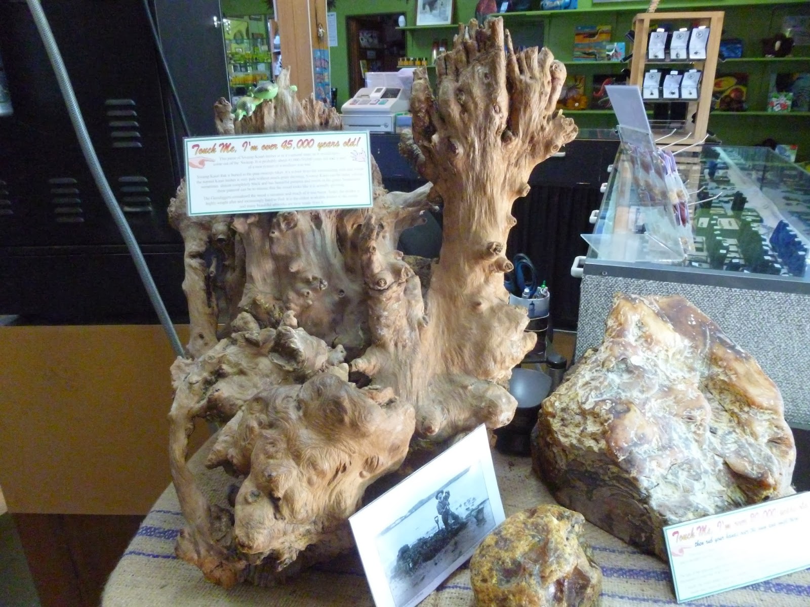 DKT's Travel Diary: Gum digging - a big big New Zealand heritage!