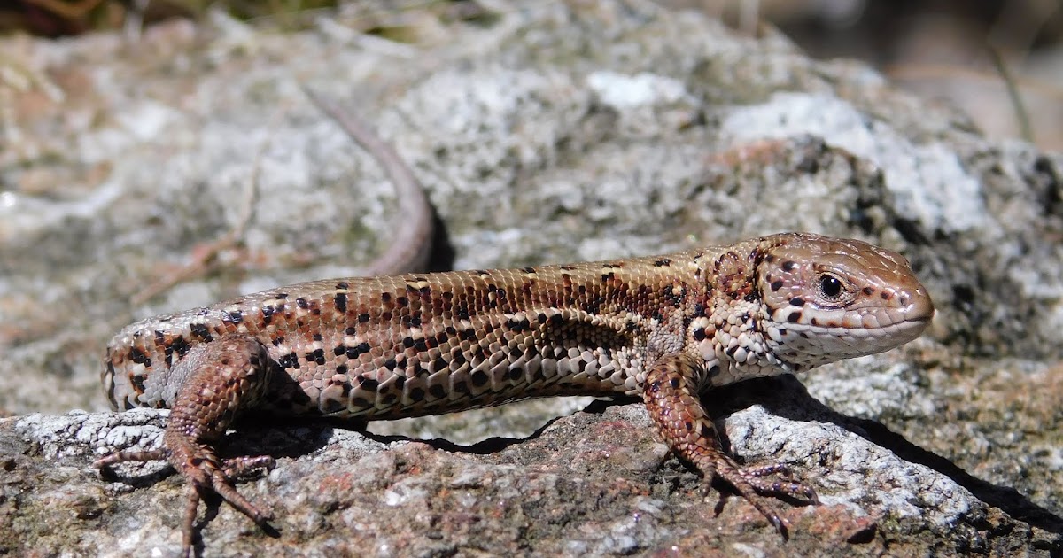 Sargantanes i Dragons: Herp Trip - Final d'hivern al Piemont