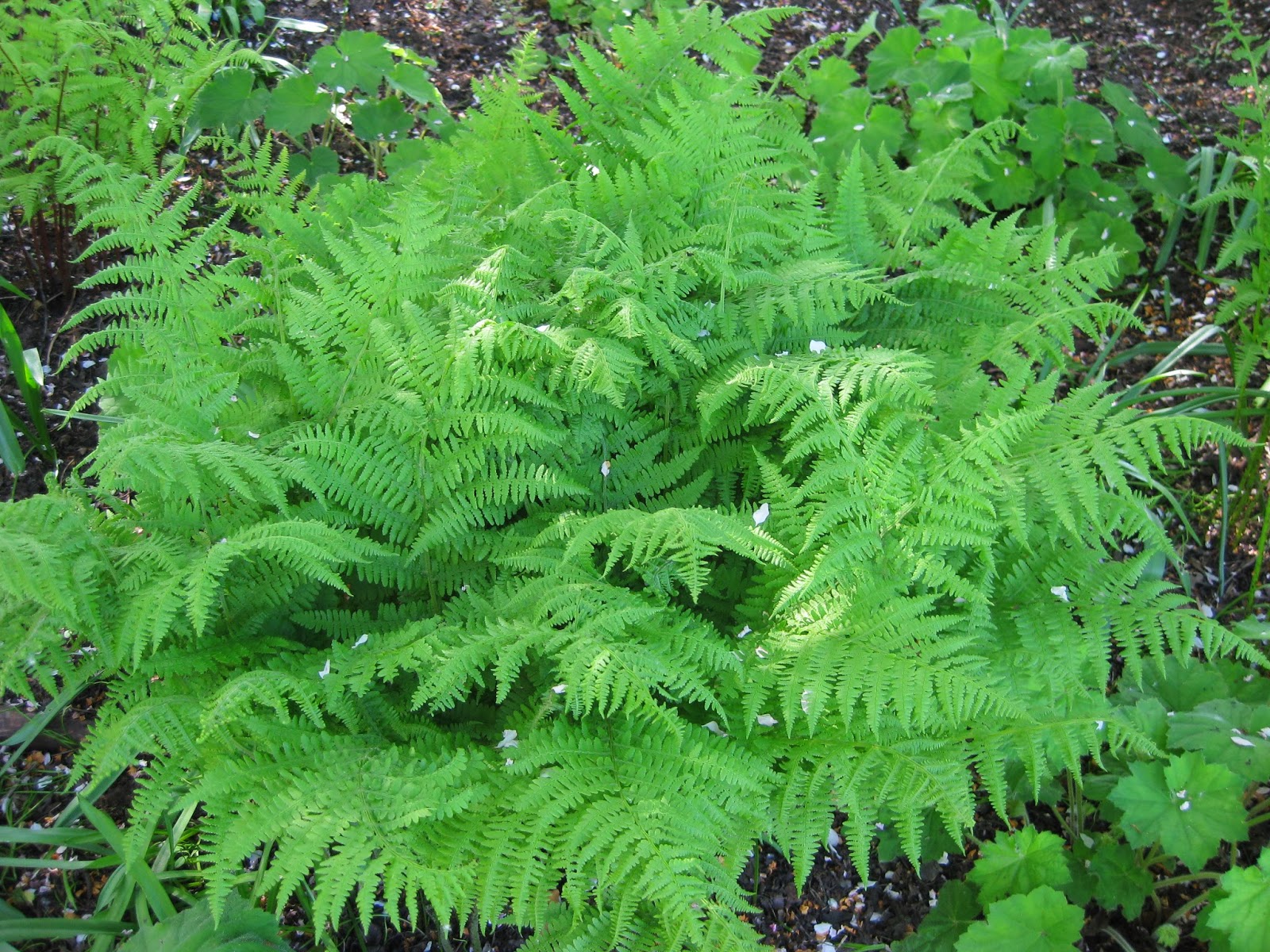 Rotary Botanical Gardens - Hort Blog: Fun Ferns (Starting With The ...