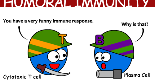 Microbiology Made Easy: HUMORAL IMMUNITY, its funny.