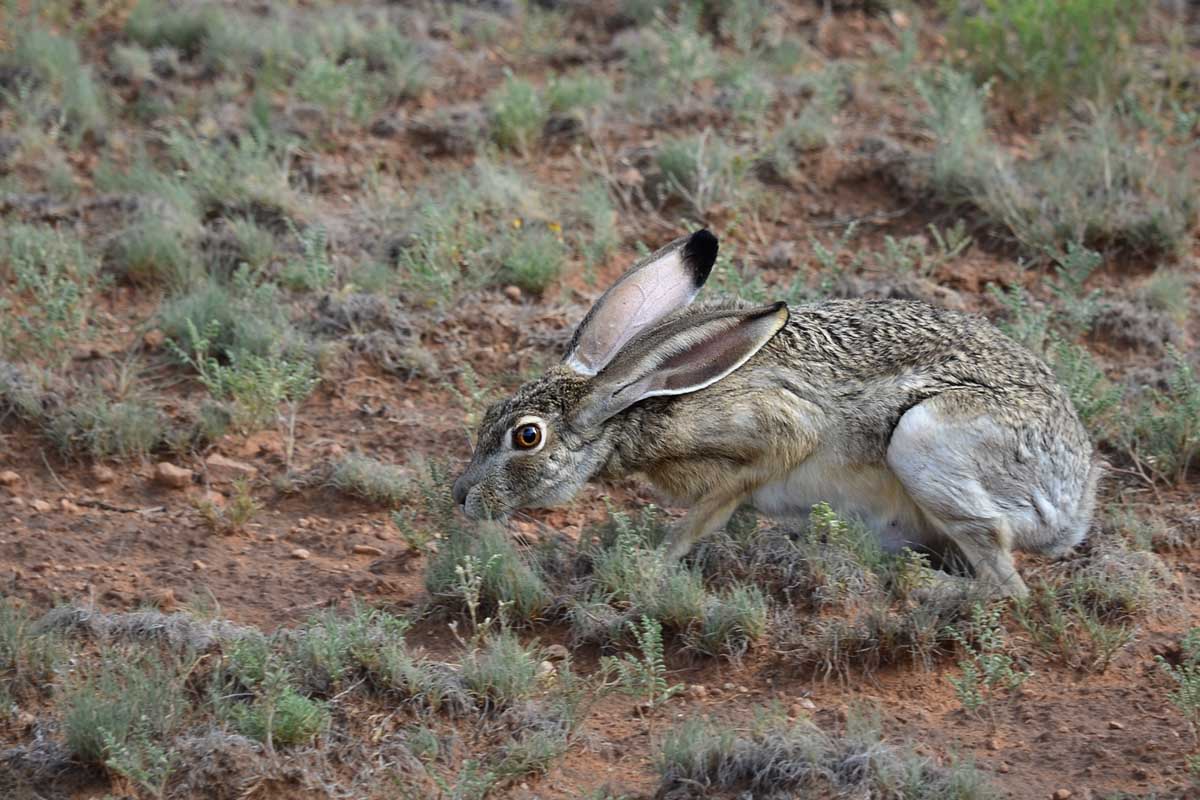 The 7MSN Ranch: What do jackrabbits and jackasses have in common?