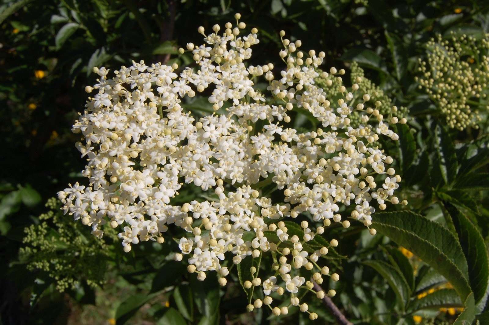 Plantas: Beleza e Diversidade: Sabugueiro (Sambucus nigra)