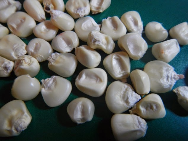 Nature Abhors a Garden: Pueblo Corn