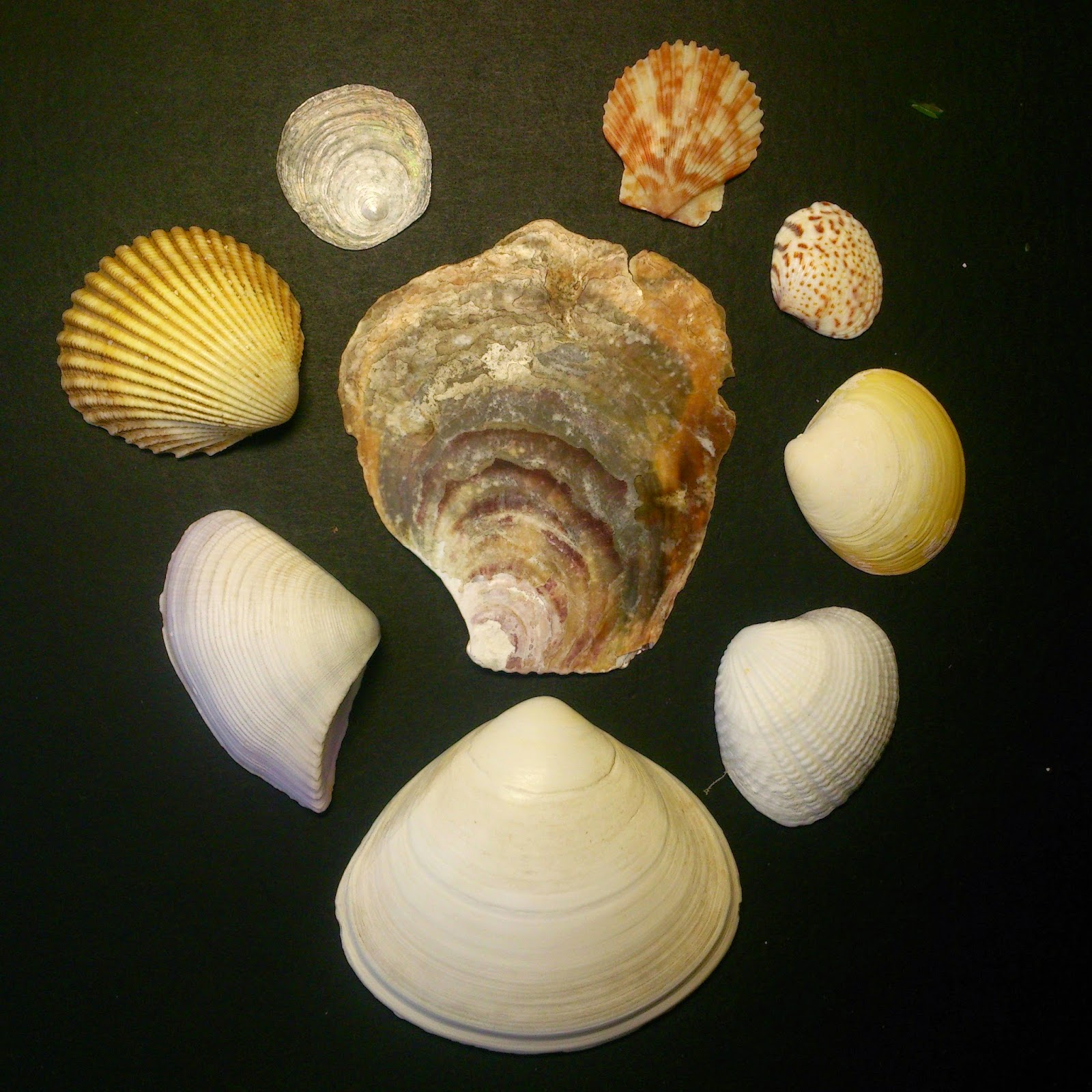 Seashells for Sale: Seashells For Sale