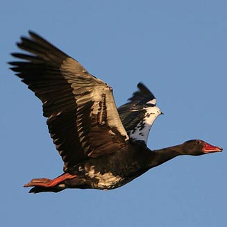 this world we live in: Top 10 fastest animals