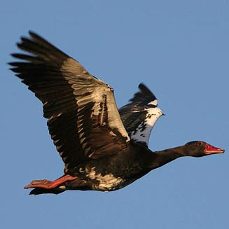 this world we live in: Top 10 fastest animals