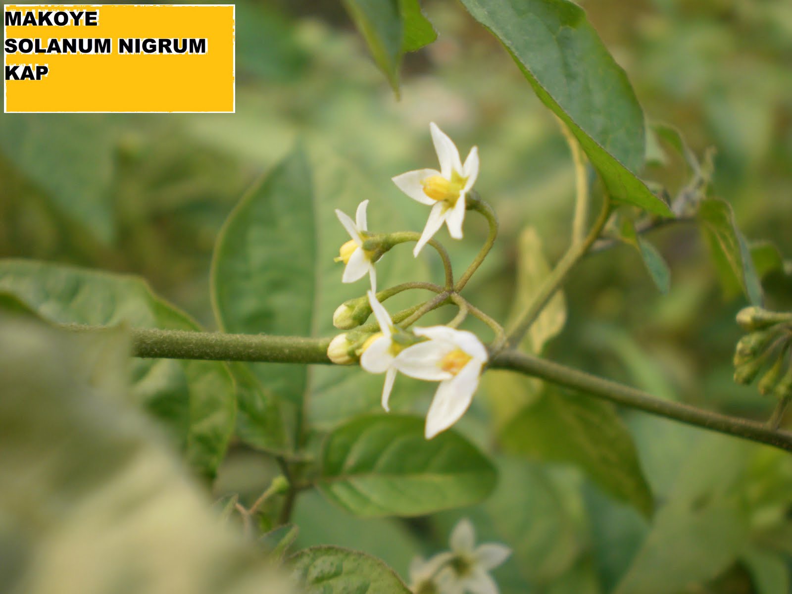 Green petals: September 2011