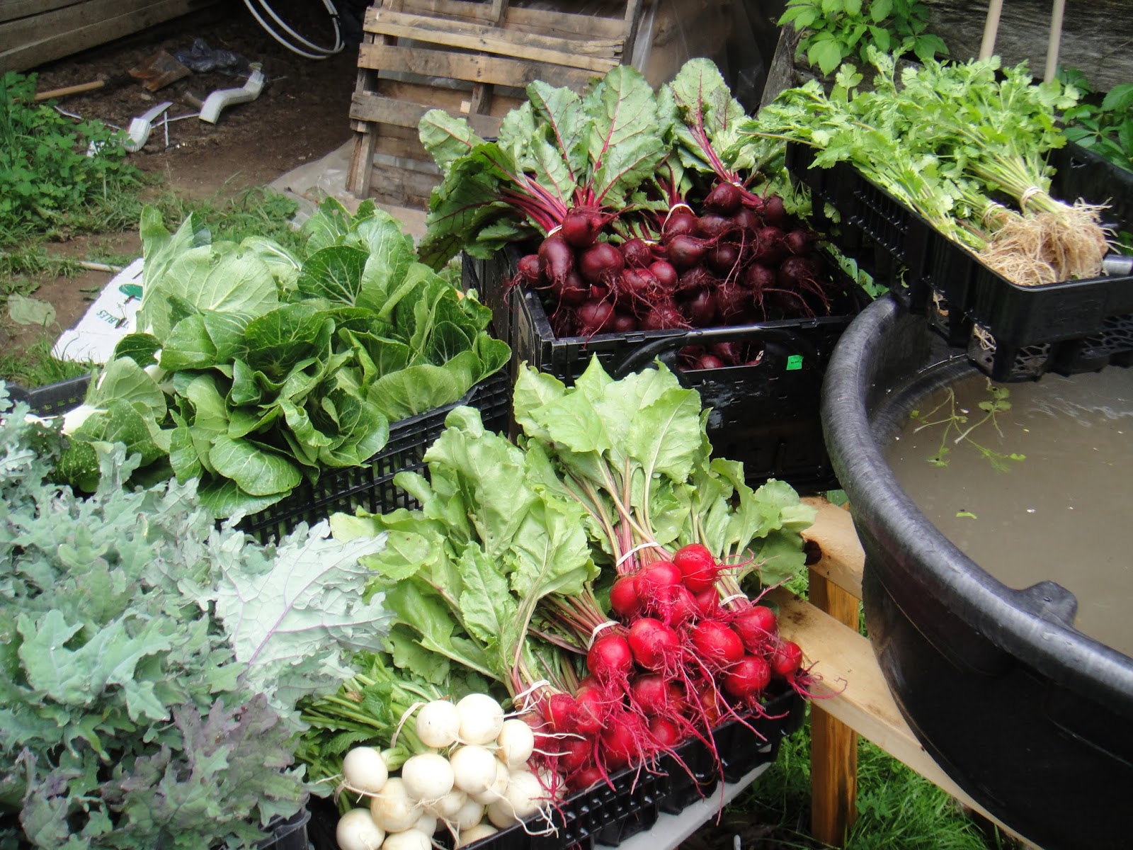 Fiddler's Green Farm: Our Produce