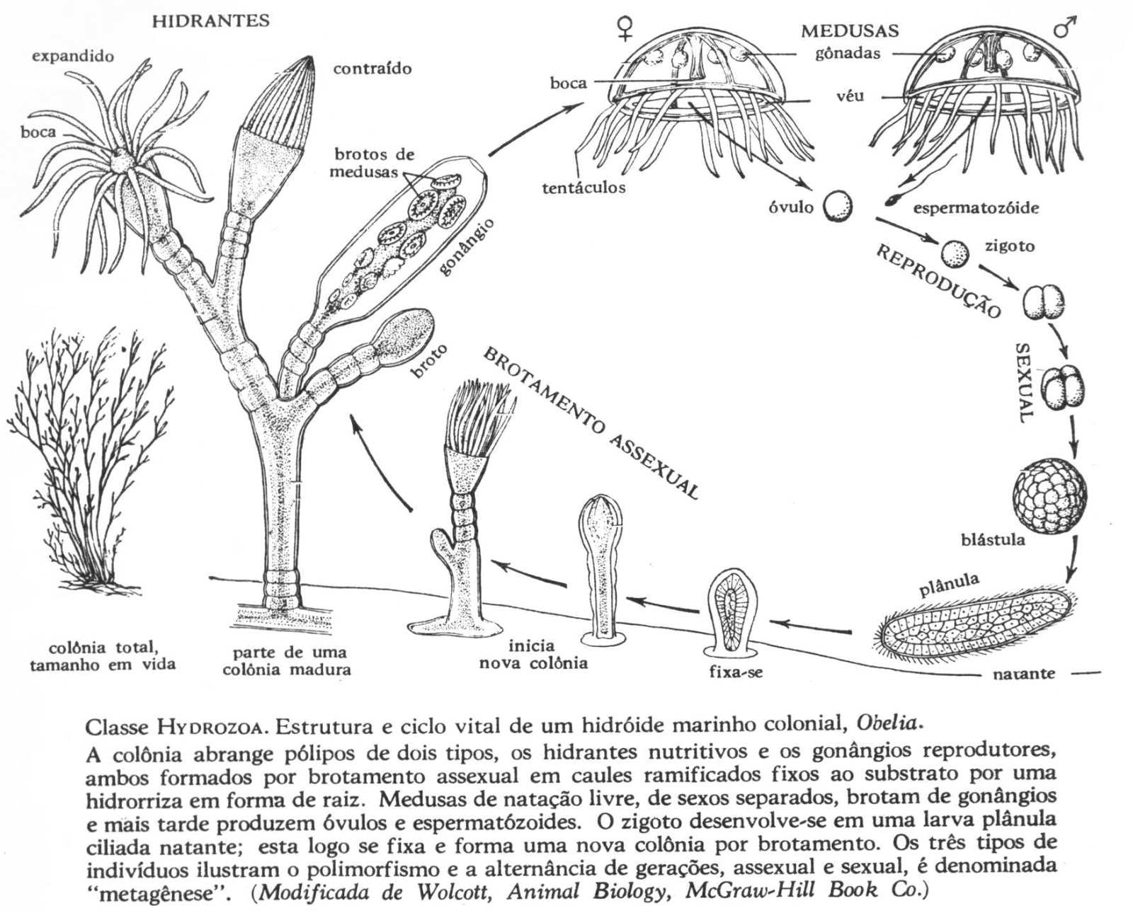 Como Os Cnidários Se Alimentam - LIBRAIN