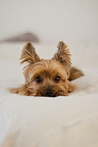 Cute Puppies and Kittens: Top 10 Best Lap Dog Breeds