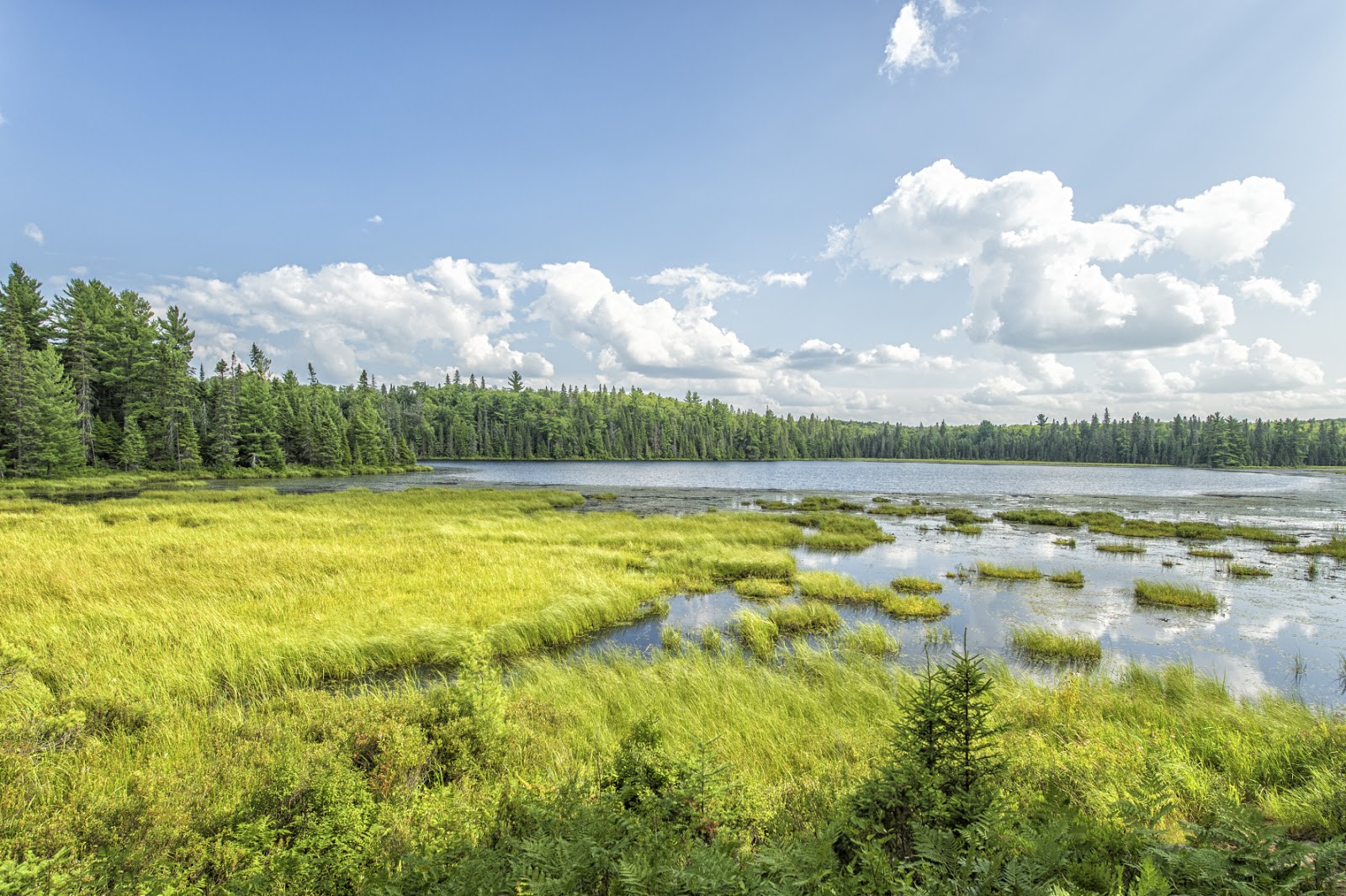 Banco de Imágenes Gratis: Bosques, Lagos y Pantanos. (20 Fotos ...