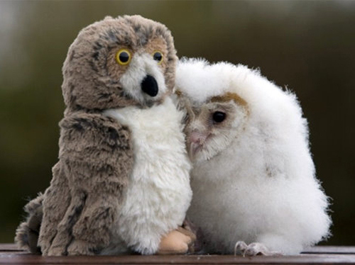 Great Pictures: Animals With Stuffed Toy Versions Of Themselves