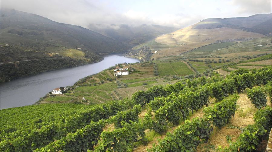 Luxury Adventure: Cele mai frumoase podgorii din lume