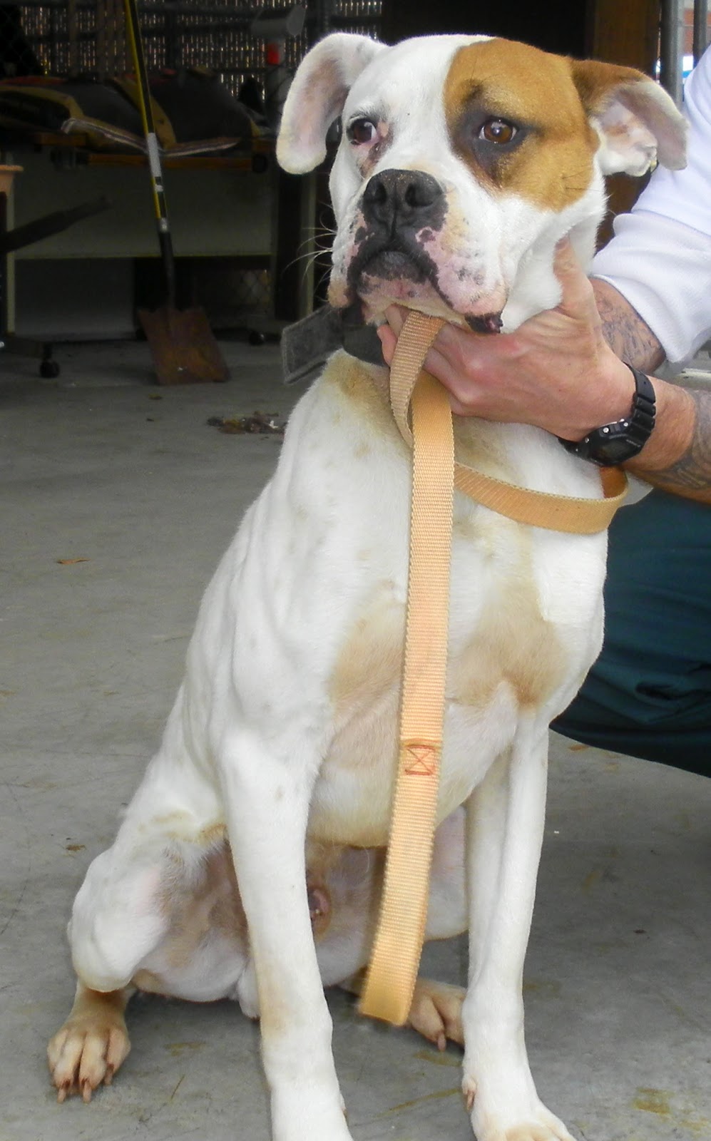 Deaf Animals: Lincolnton, NC: Boxer and His Mate in Kill Shelter