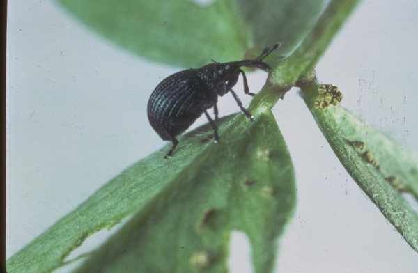 PEST OF JUTE AND THEIR MANAGEMENT: May 2012