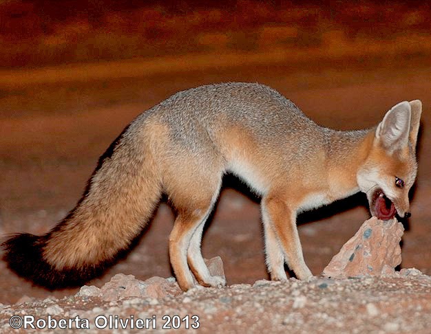 South African Photographs: Cape Fox