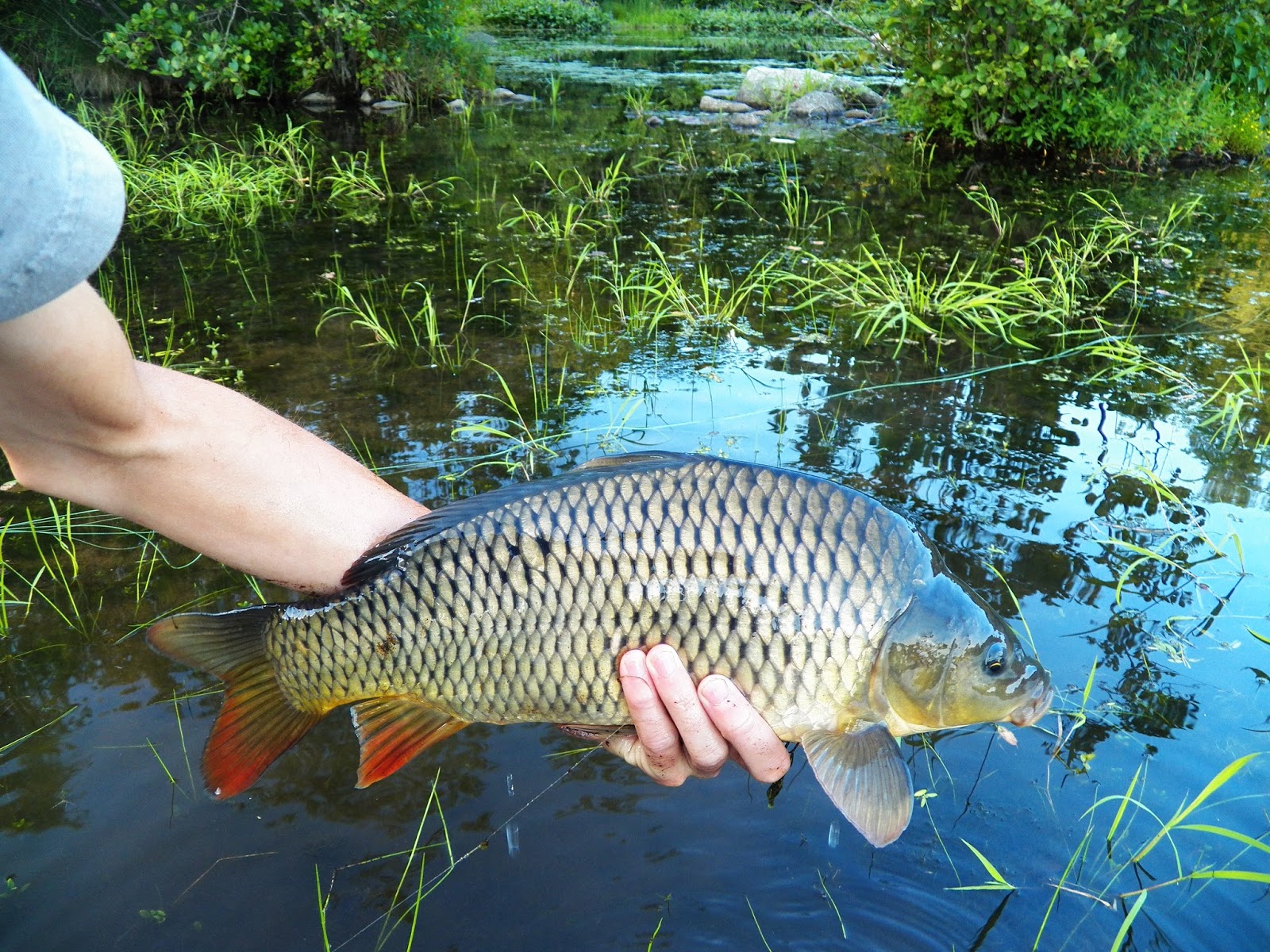 Connecticut Fly Angler: An Incredibly Beautiful Little Carp