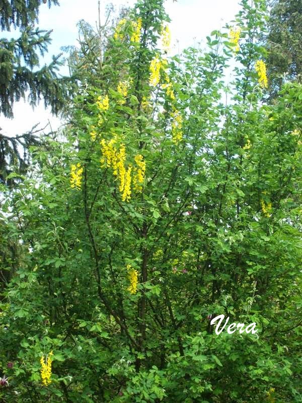 VERA:gondolataim /kézimunkáról és egyebekről/: Sárga... akkor most ...