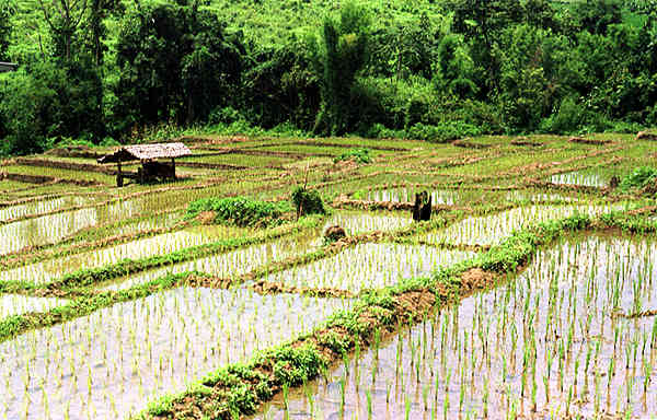 Cours de géo: La riziculture ou la maîtrise de l'eau