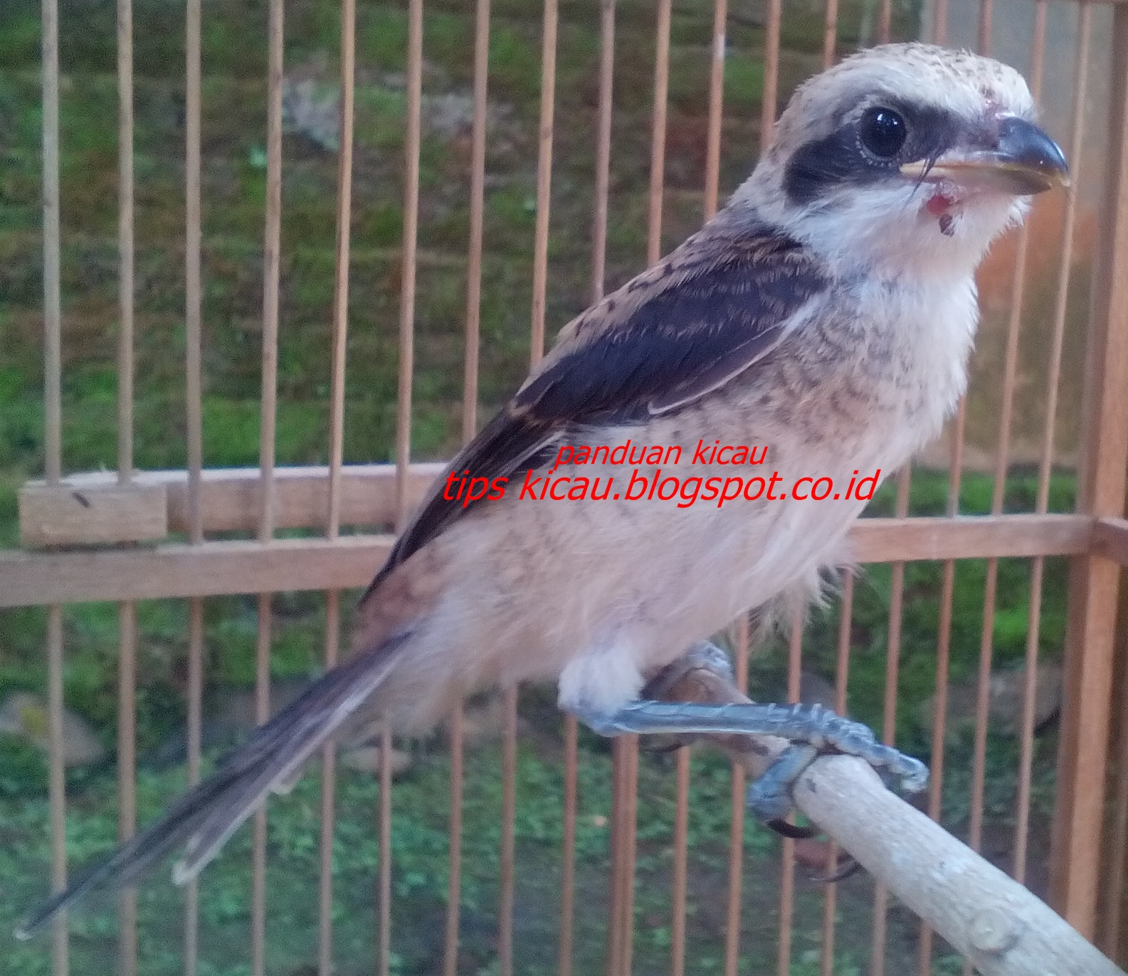 mencetak cendet jawara | Kicau Burung Mania