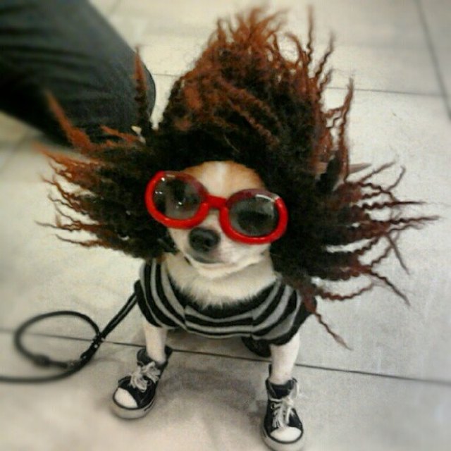 18 perros con pelucas que te harán reír, 100% garantizado