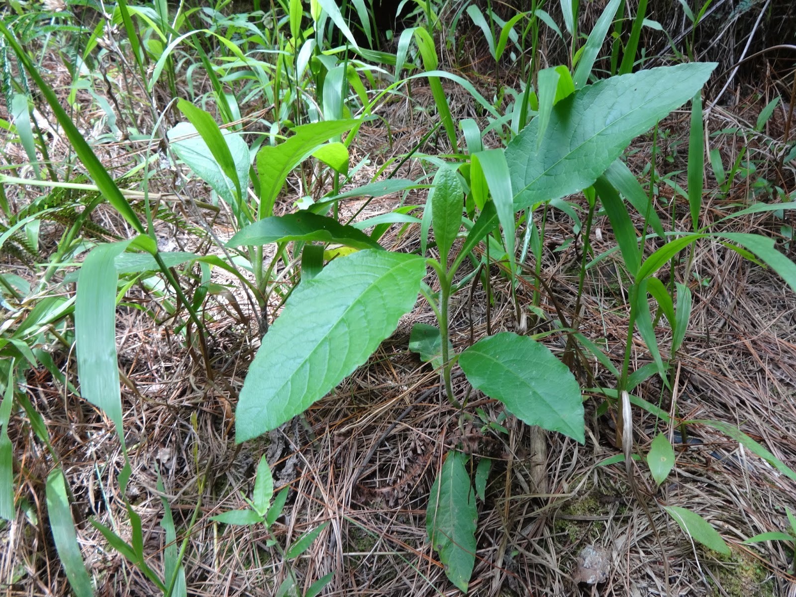 Herbs from Distant Lands: Elephantopus scaber, Elephantopus mollis ...