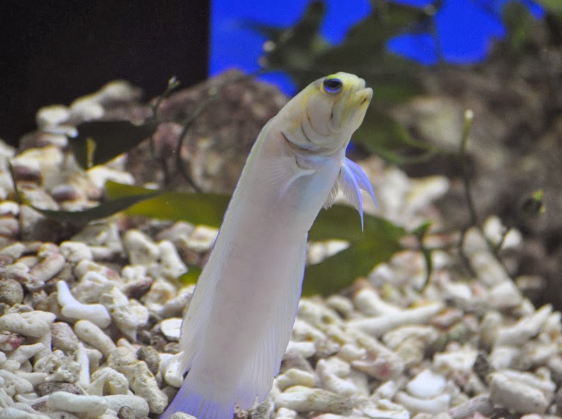 ZOOTOGRAFIANDO (5.836 ANIMALS): BOCÓN PERLADO / YELLOWHEAD JAWFISH ...