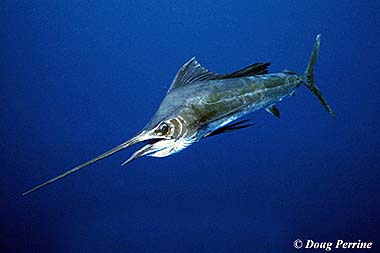 kejuaran balap ikan Internasional