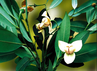 VISITEUSSOON: ROMDOUL FLOWER.