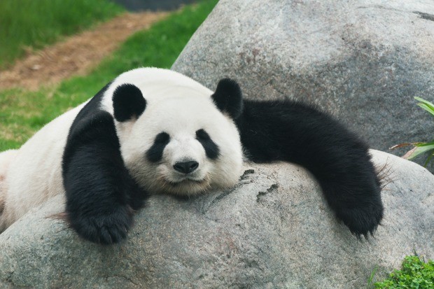 Deskripsi tentang Panda - ANNYEONG BOY