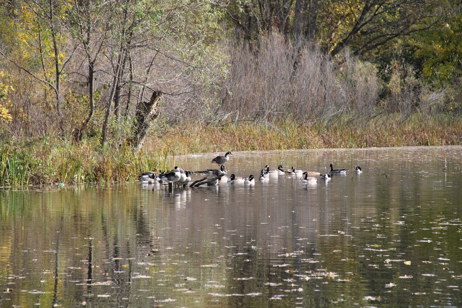 Isabella Conservation District Environmental Education Program: October ...