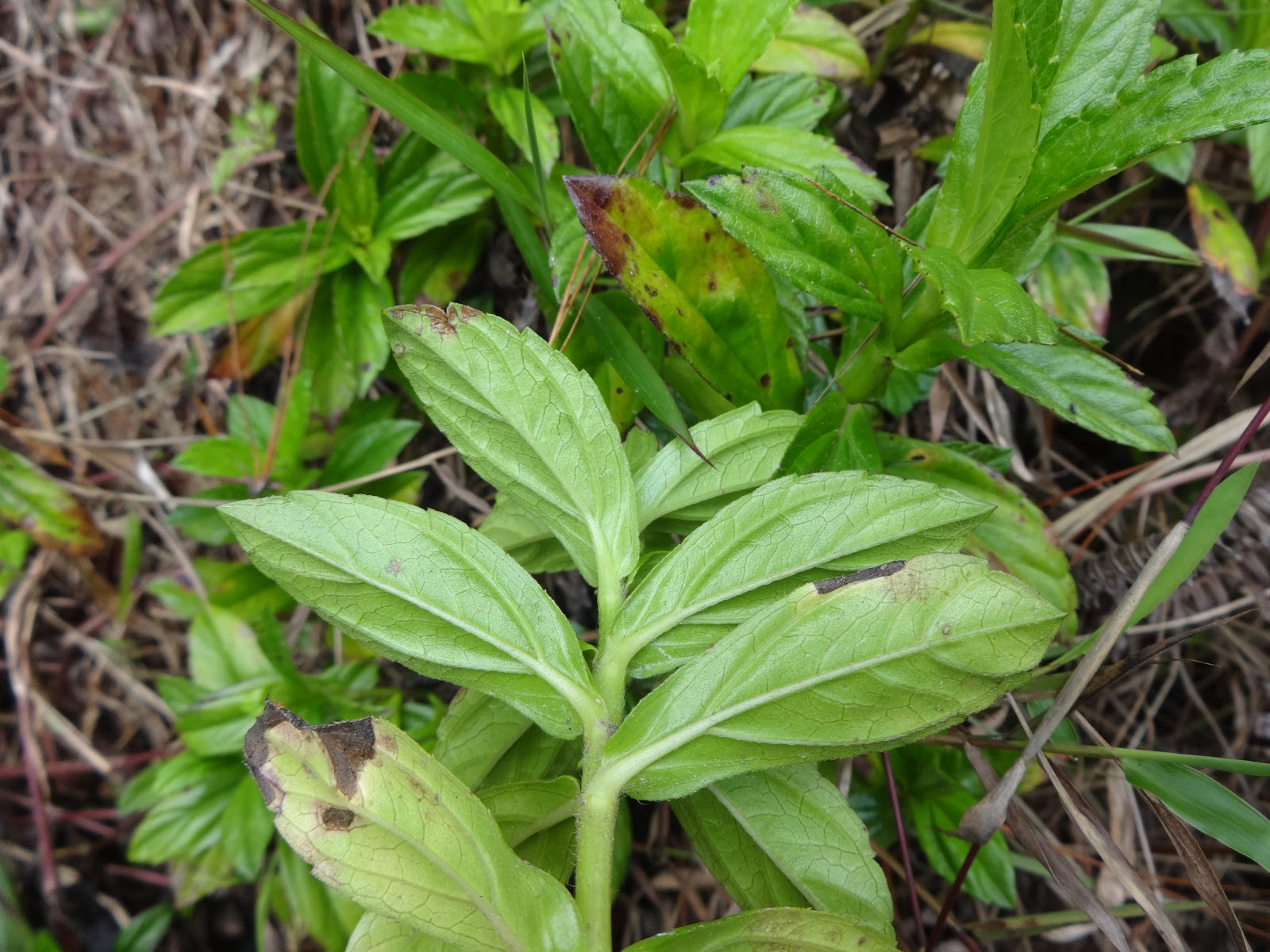 Herbs from Distant Lands: Wedelia - Wedelia chinensis - trilobata ...