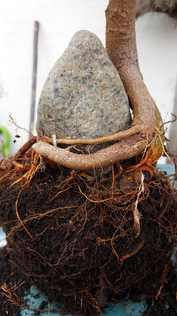Bonsai-misadventures: Root over rock, roots are king